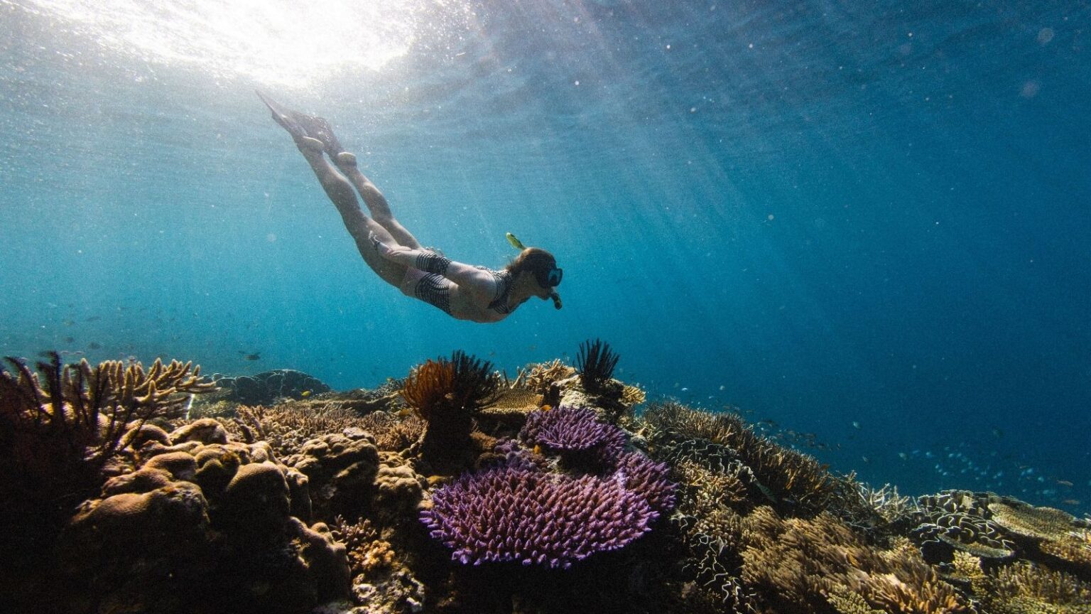 The Surprising Connections Between Coral Reefs and Human Health - Coral ...