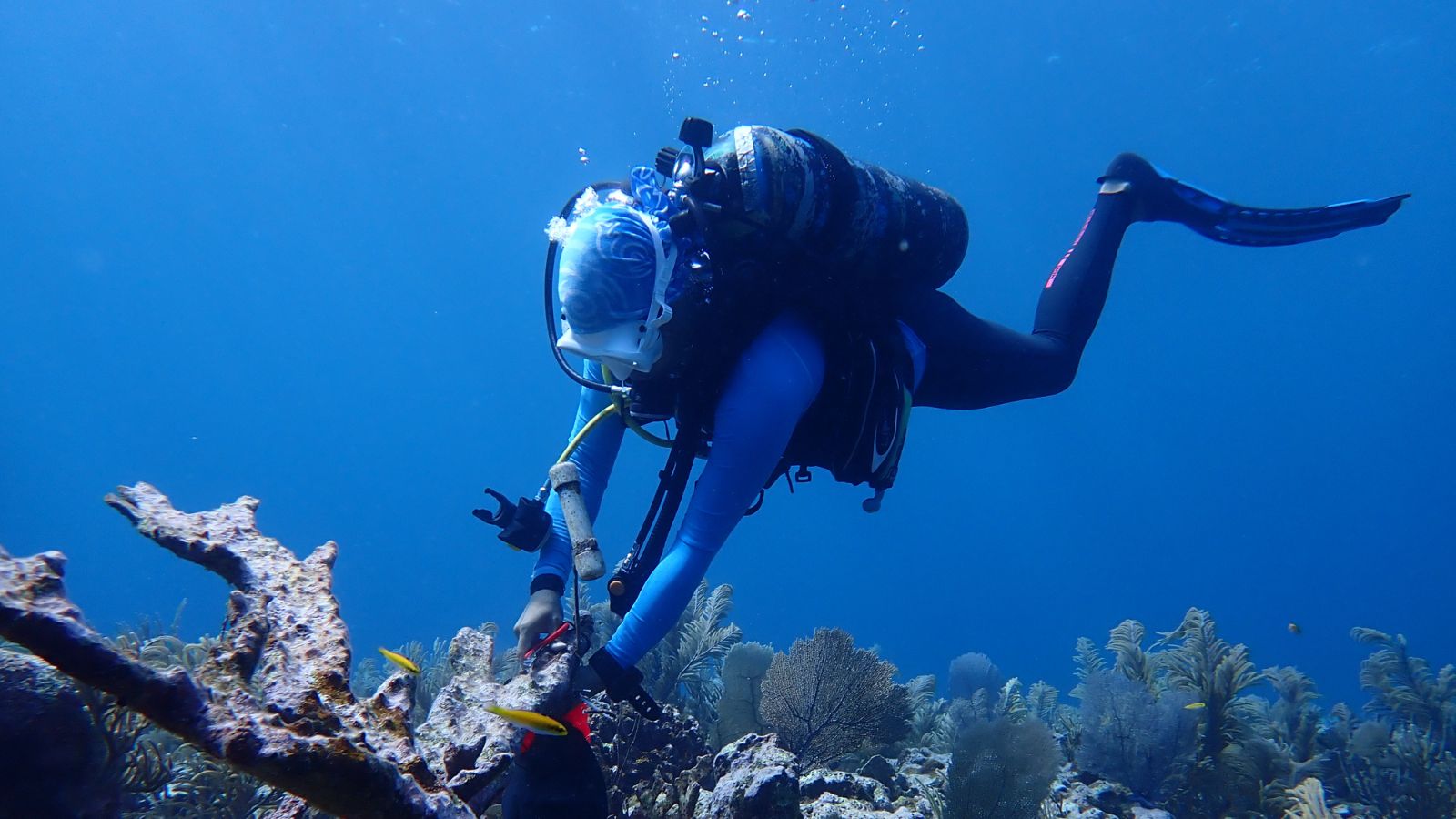 El efecto dominó: cómo los arrecifes de coral nos conectan a todos ...