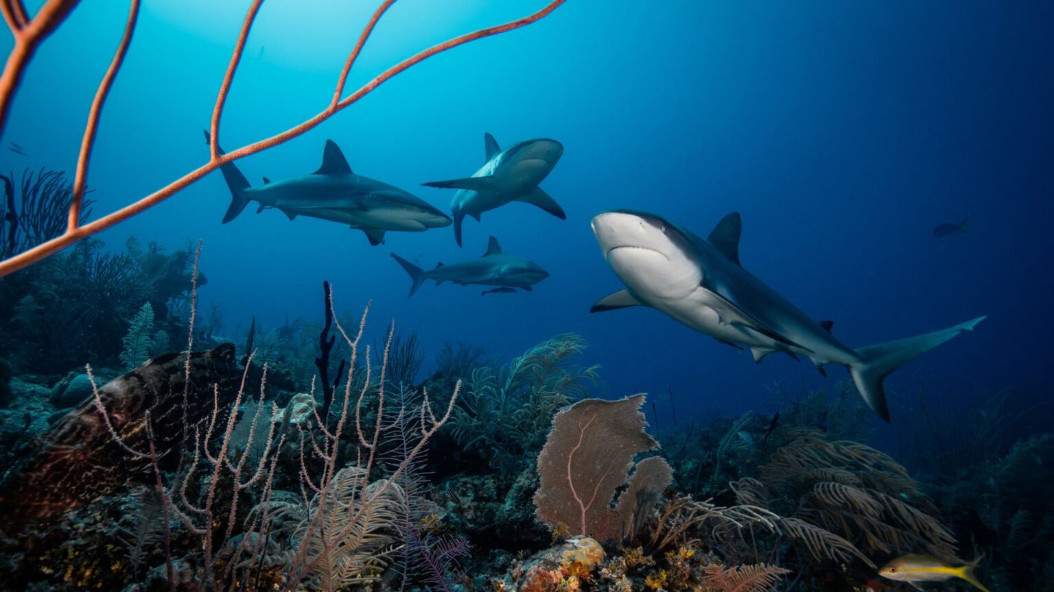 La diversa vida silvestre de los ecosistemas de arrecifes de coral ...