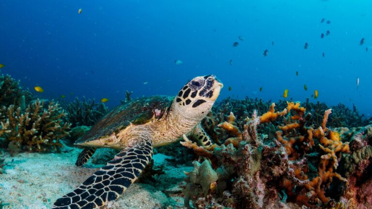 The Diverse Wildlife of Coral Reef Ecosystems - Coral Reef Alliance