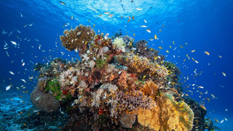 The Diverse Wildlife of Coral Reef Ecosystems - Coral Reef Alliance