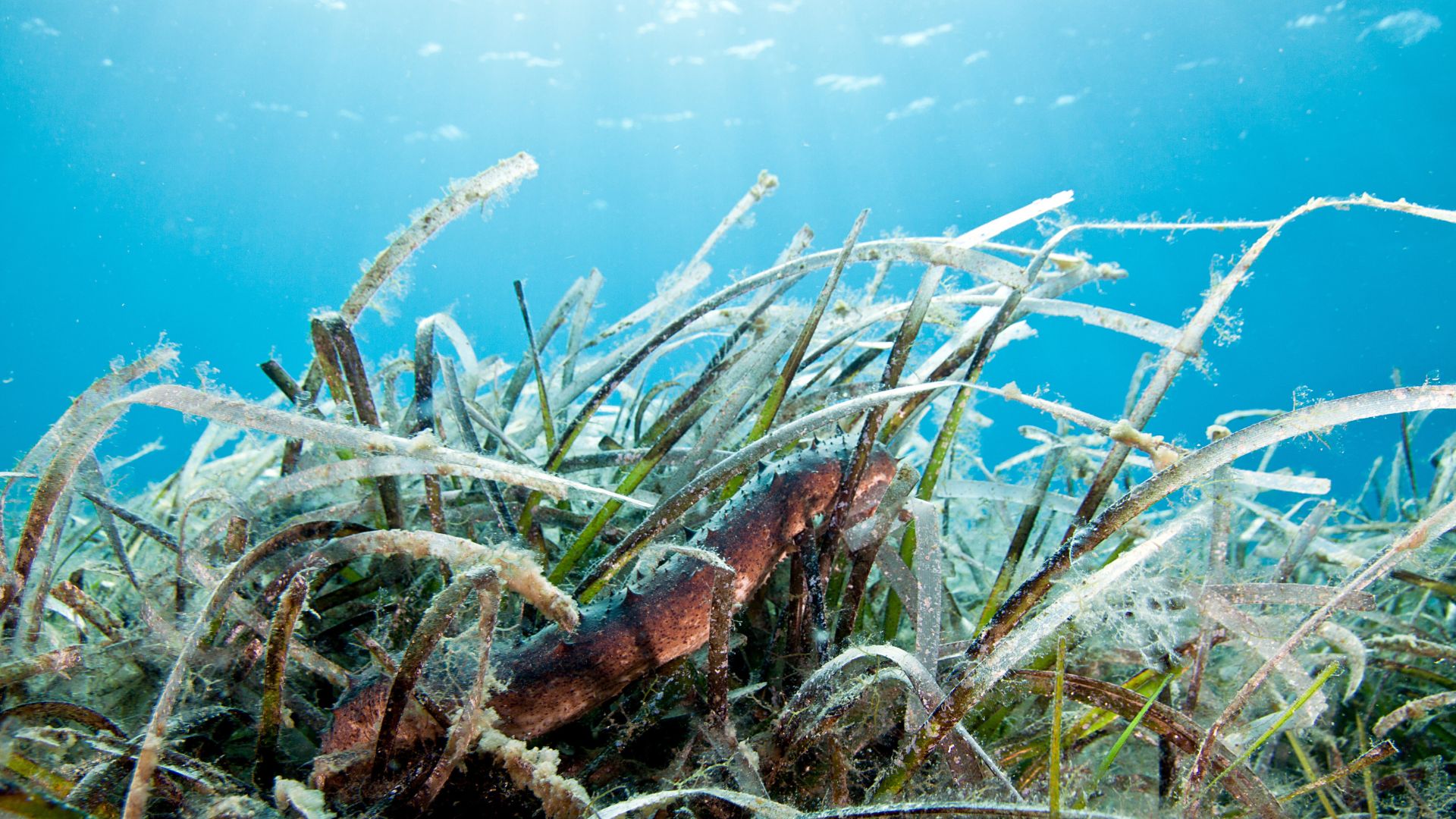 The Diverse Wildlife of Coral Reef Ecosystems - Coral Reef Alliance