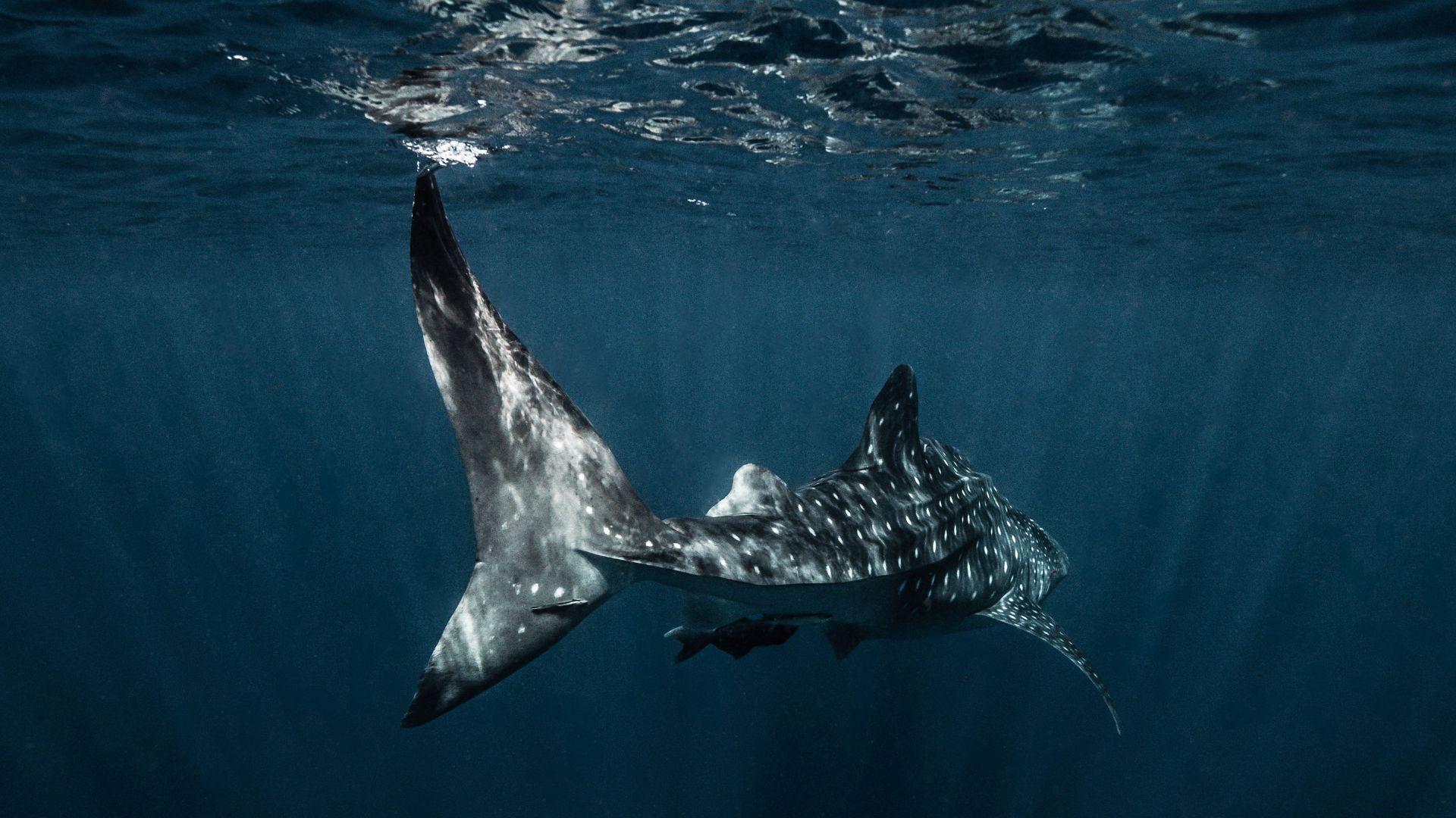 The Diverse Wildlife of Coral Reef Ecosystems - Coral Reef Alliance