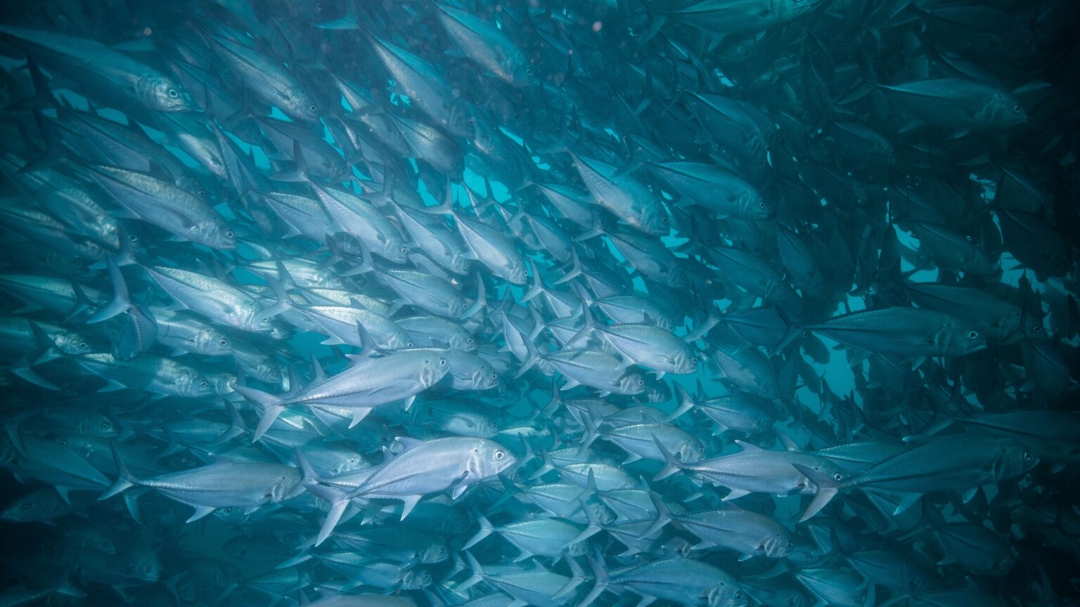 How Fish Biomass Supports Thriving Coral Reefs and Sustainable ...