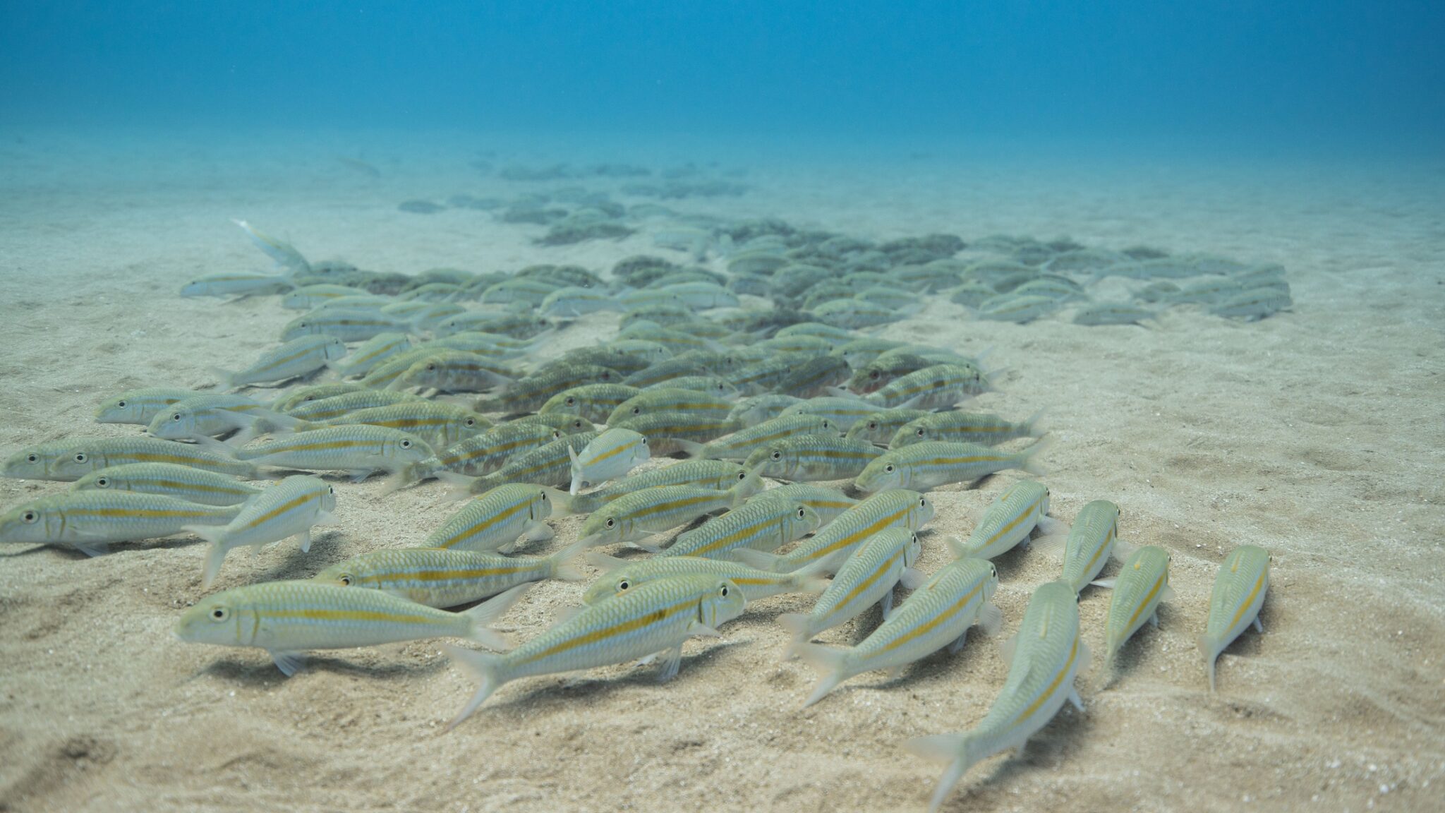 How Fish Biomass Supports Healthy Coral Reefs - Coral Reef Alliance