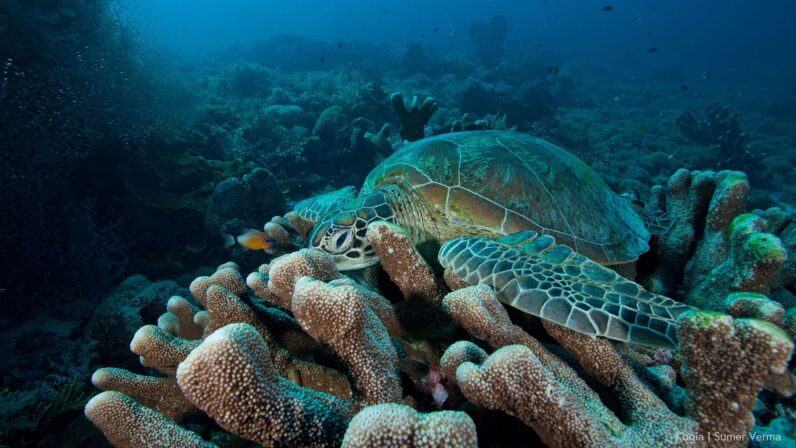 Exploring Reef Resilience Through the Science of Coral Adaptation ...