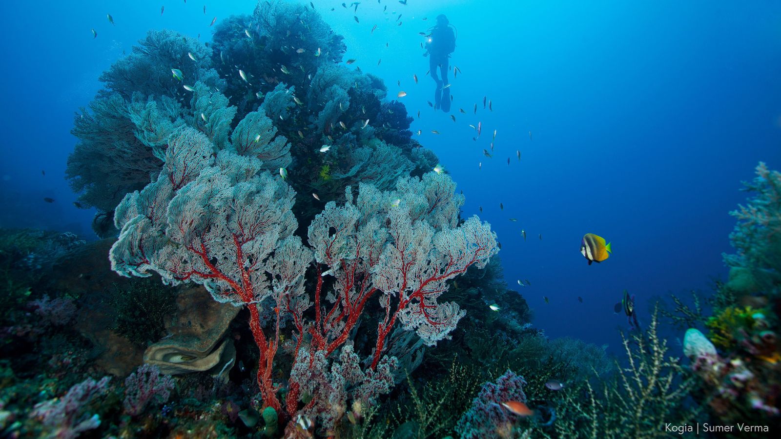 Exploring Reef Resilience Through the Science of Coral Adaptation ...