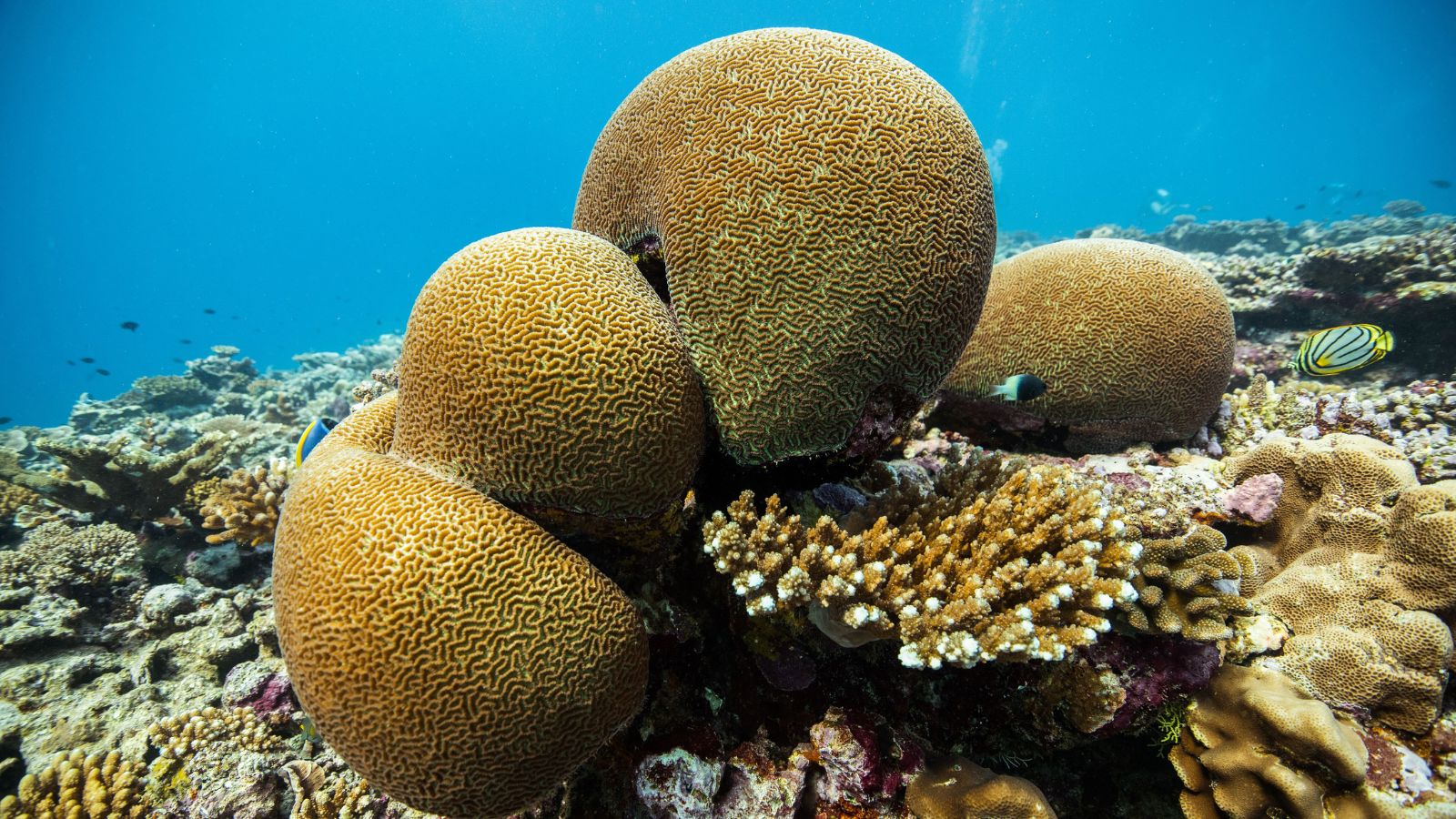 Exploring Reef Resilience Through the Science of Coral Adaptation ...