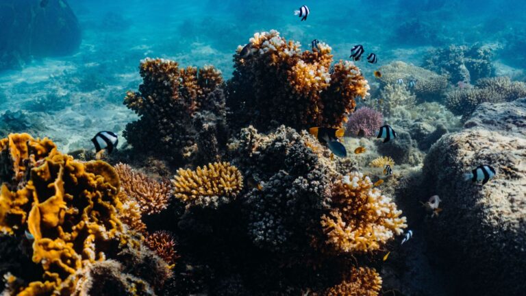 Exploring Reef Resilience Through the Science of Coral Adaptation ...