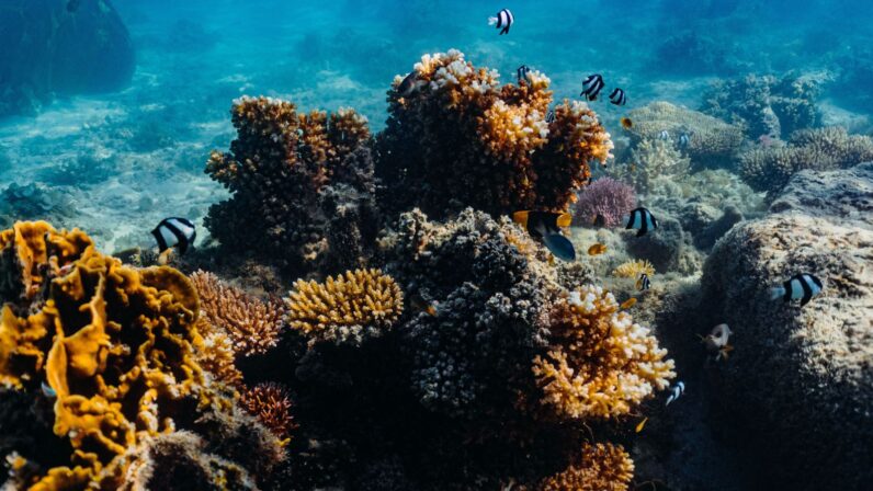 Exploring Reef Resilience Through the Science of Coral Adaptation ...