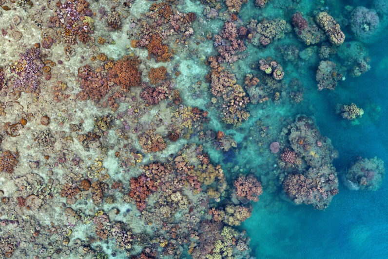 How Pollution Threatens Coral Reefs and What We Can Do About It - Coral ...