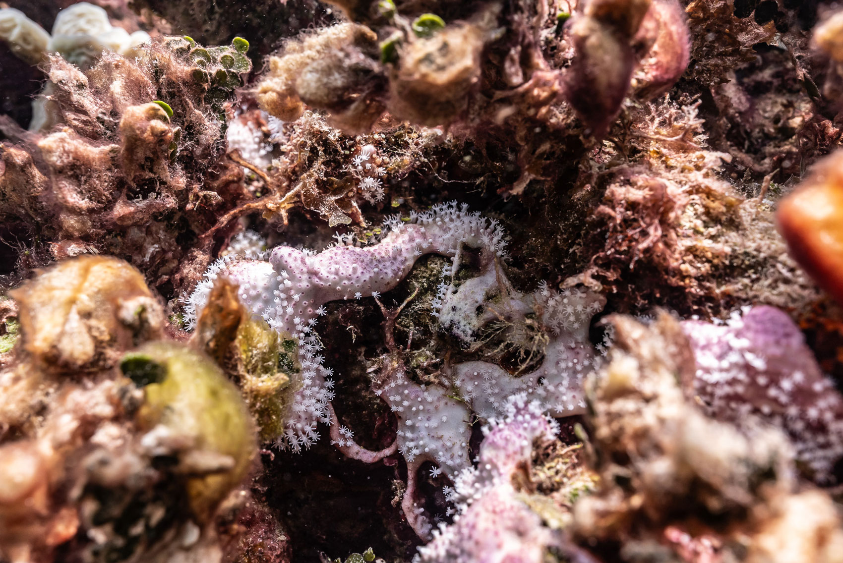 Turning the Tide on Water Pollution in the Mesoamerican Reef - Coral ...