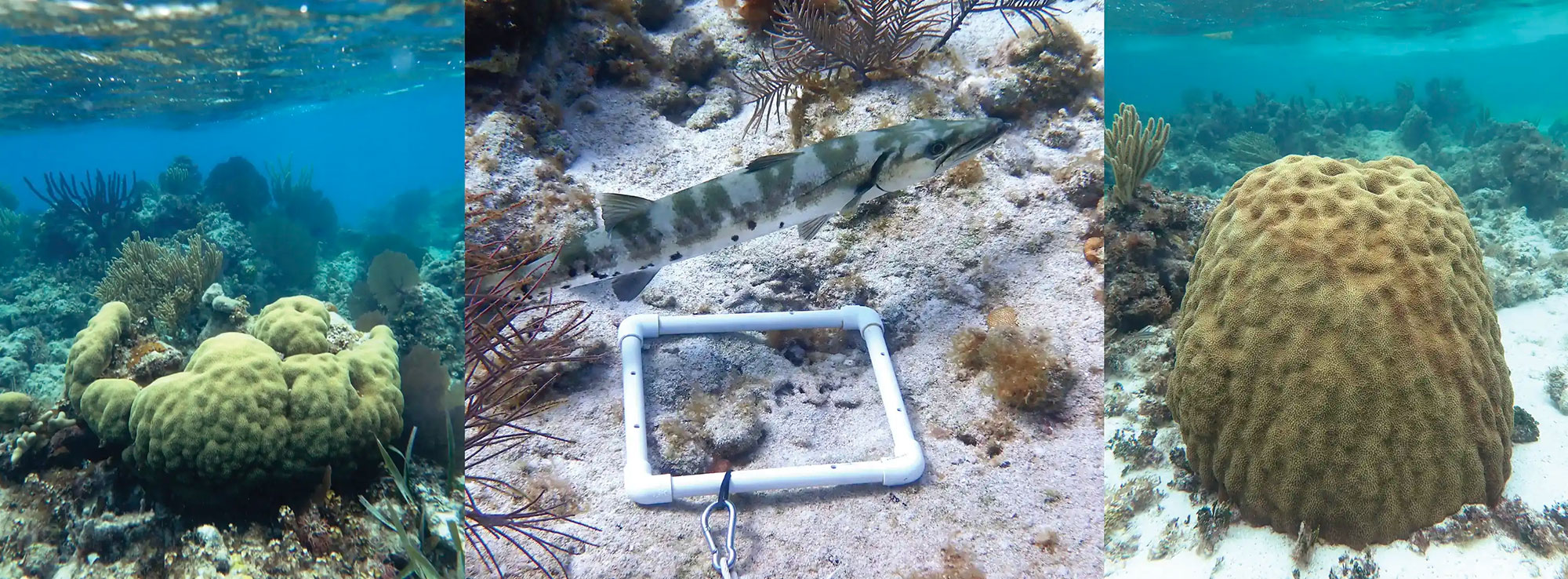 A Day in the Life of Coral Reef Monitoring - February 2025