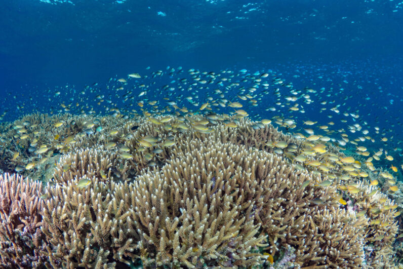 Want to Save Coral Reefs? 4 Proven Strategies That Actually Work ...