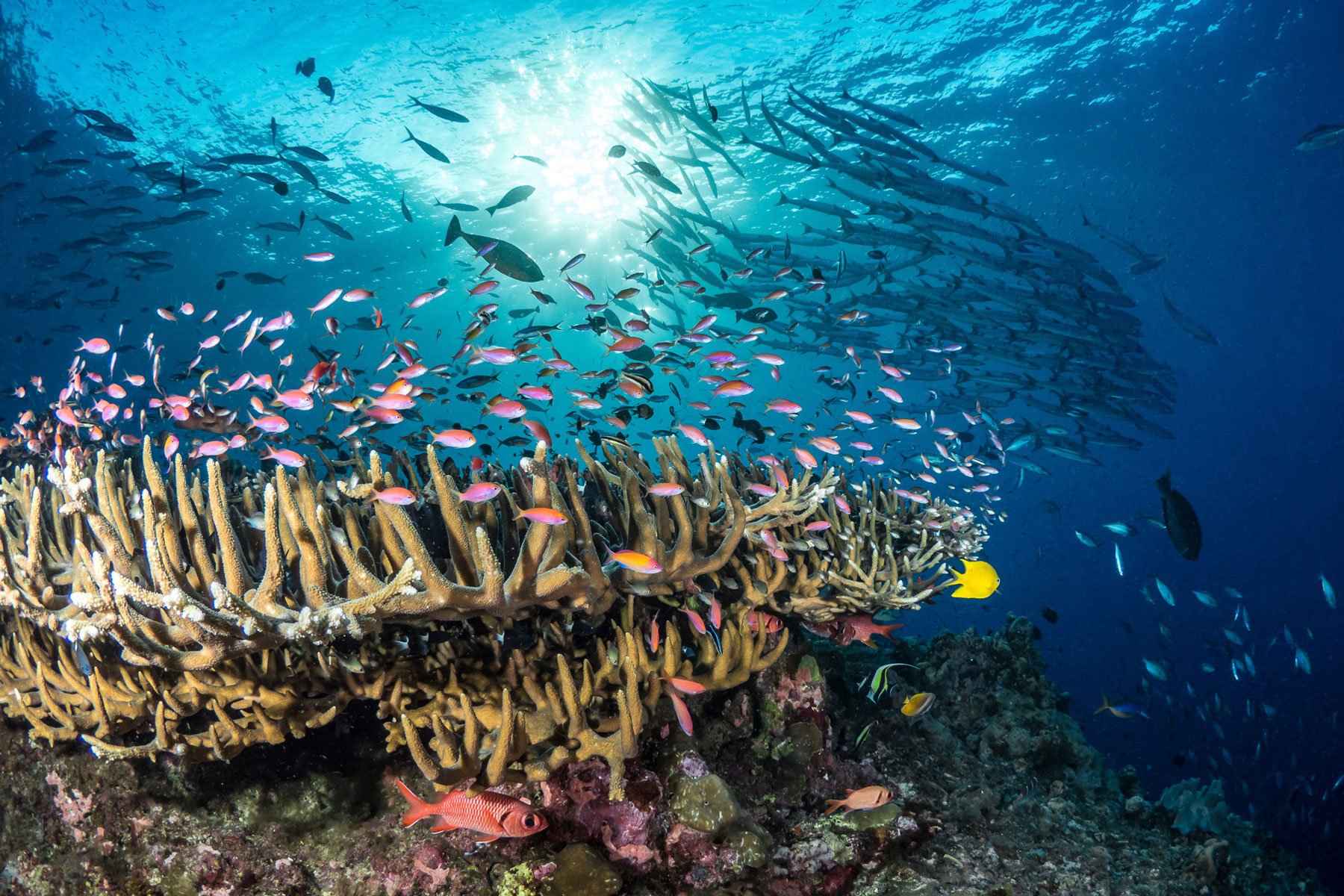Want to Save Coral Reefs? 4 Proven Strategies That Actually Work ...