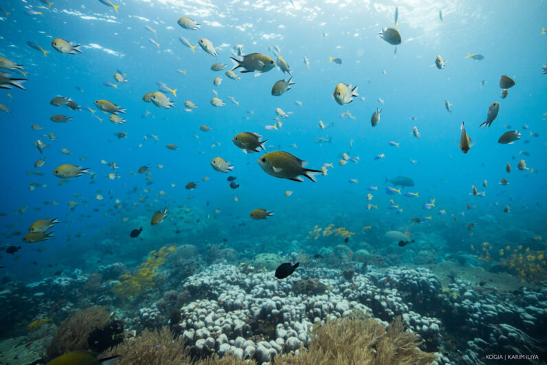 Want to Save Coral Reefs? 4 Proven Strategies That Actually Work ...