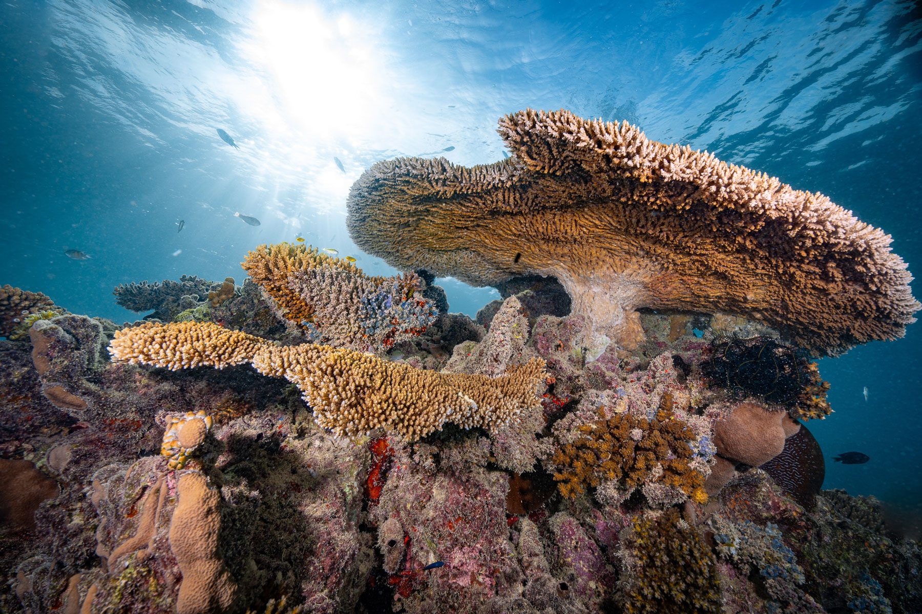 Want to Save Coral Reefs? 4 Proven Strategies That Actually Work ...