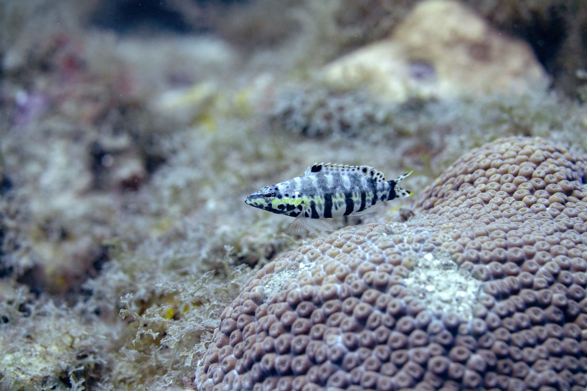 CORAL Launches New Eastern Caribbean Hub - Coral Reef Alliance