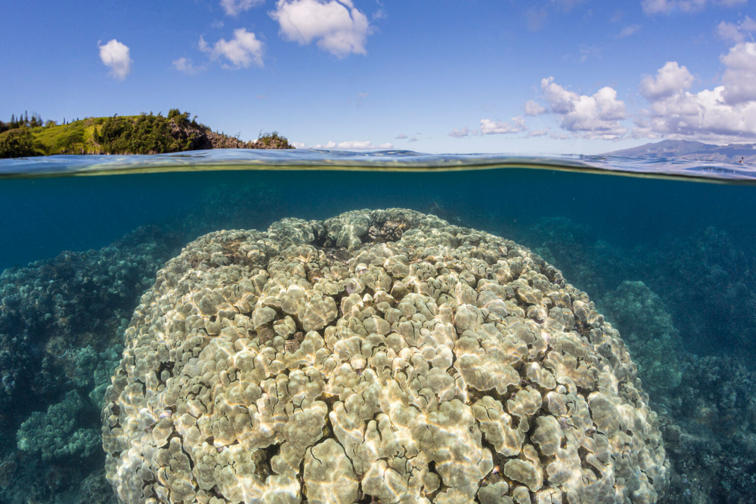 From Ridge to Reef, Science to Action Across Maui Nui - Coral Reef Alliance